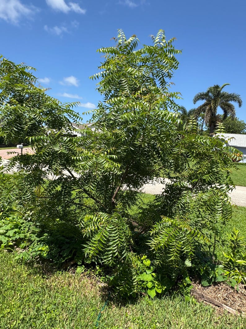 No Stems : 150; 200 or 350 Fresh Organic Neem Leaves ( Fedex 2 Days) OR ...