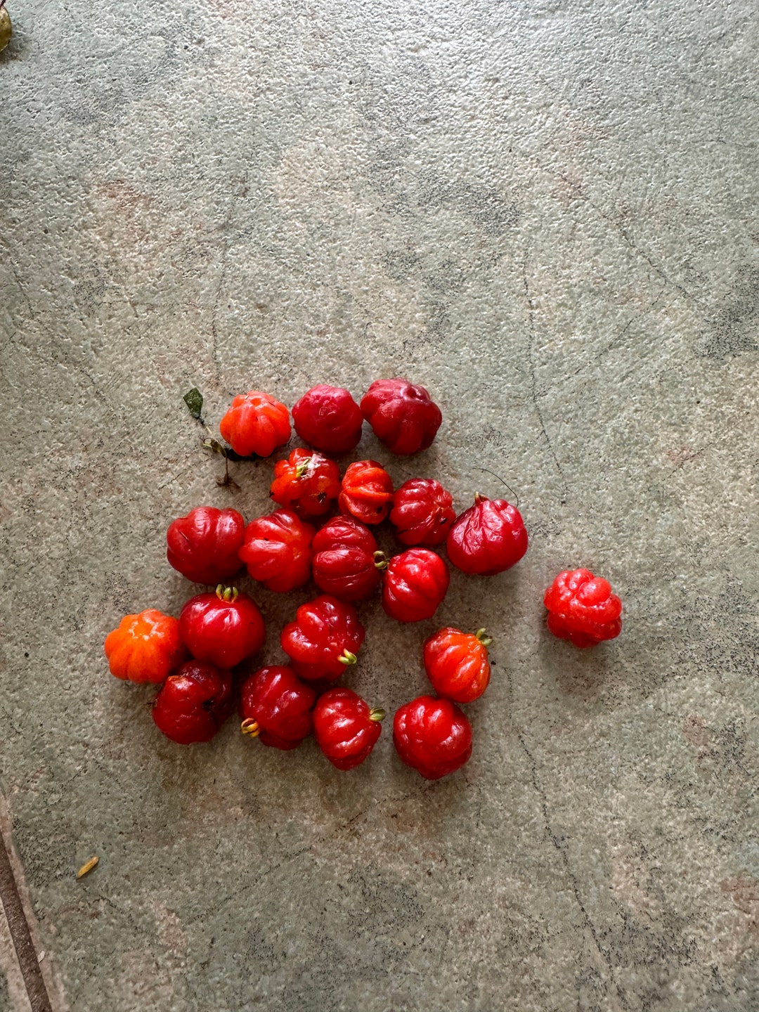 20 Surinam Cherry / Brazilian Cherry Seeds / Star Cherry (pitangatuba ...