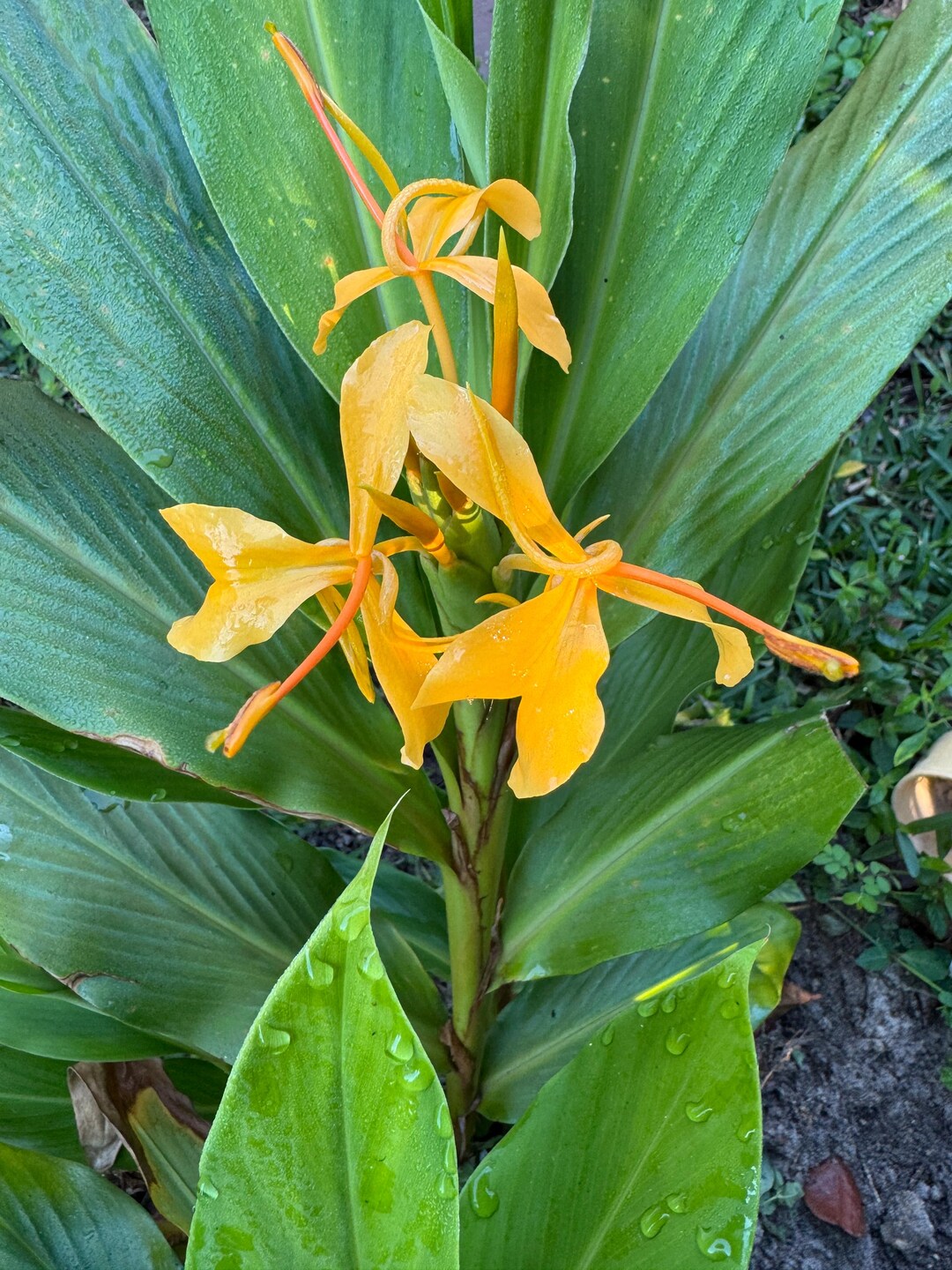 1 or 2 Hedychium Molten Gold Dwarf Ginger Hybrid Fragrant Rhizomes ...