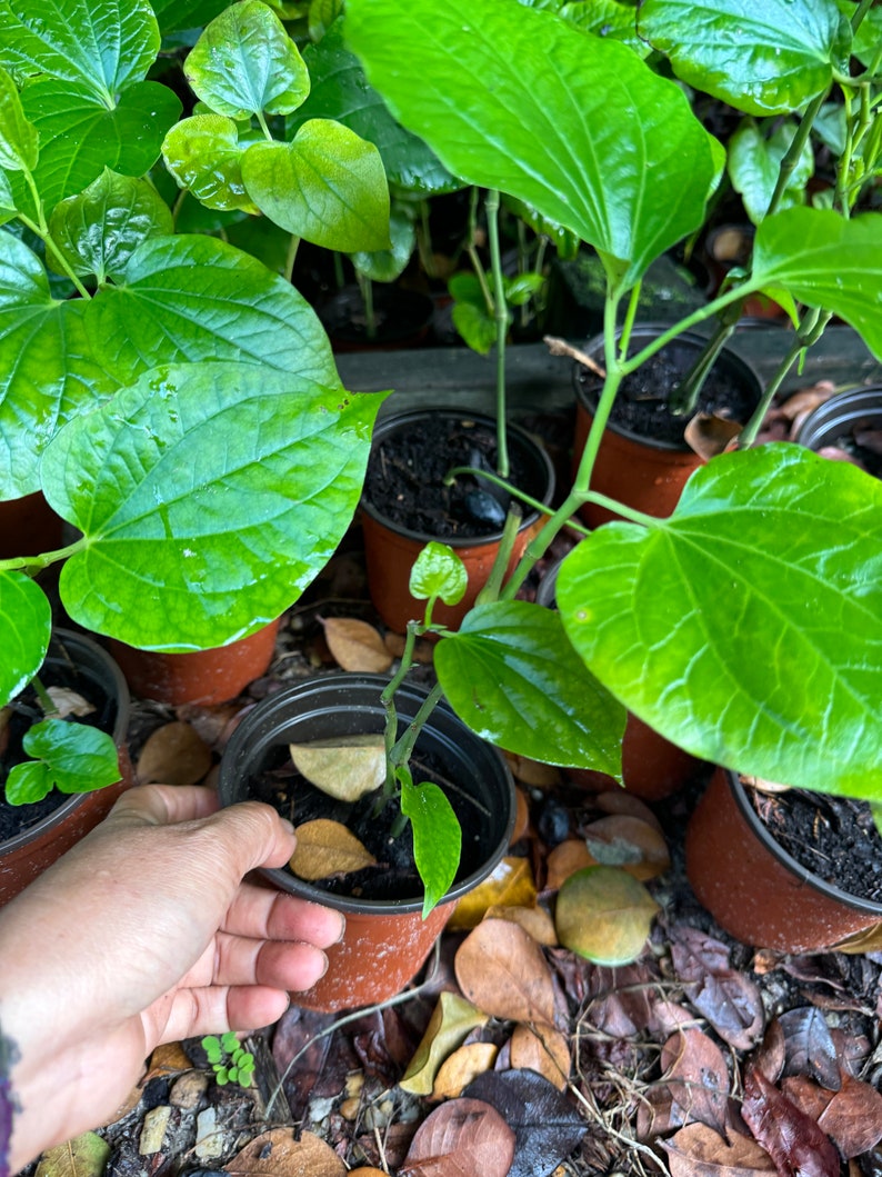 1 Live Plant Piper Lolot ( Lá Lốt ) Live Plants / Piper Sarmentosum ...