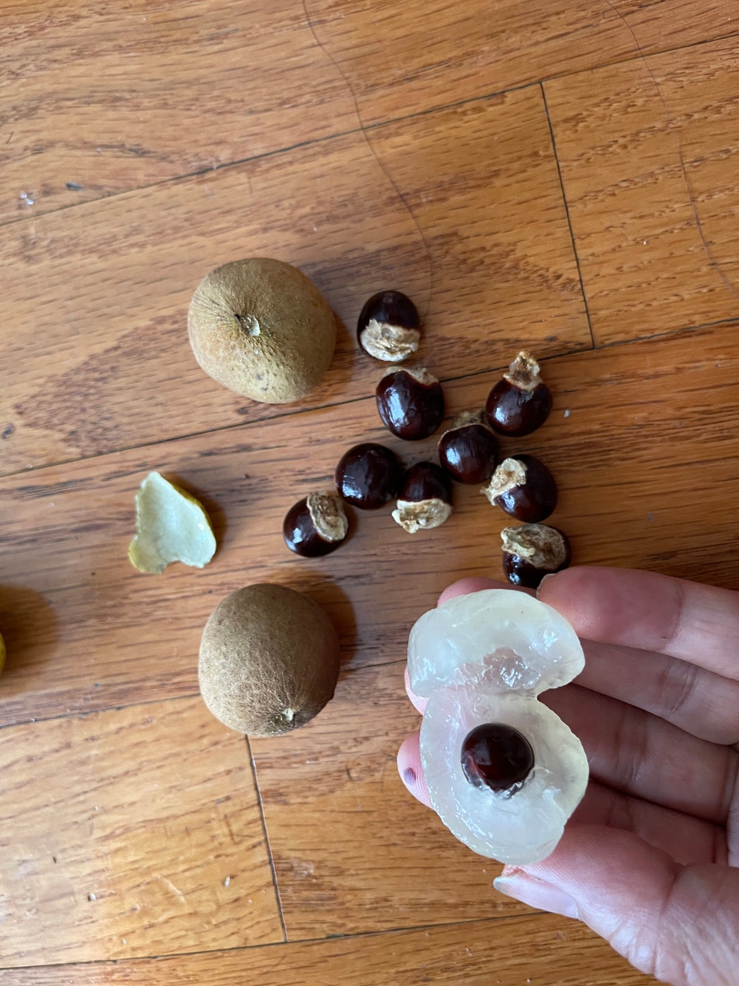 10 Longan Fruit Seeds. - Etsy