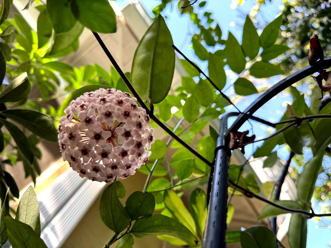 Hoya Carnosa Plant in 4" Pot, Very Healthy/ Hoya Carnosa /wax Flower - Etsy