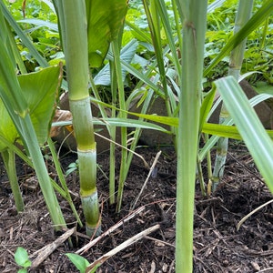 1 POT Green Sugar Cane Rooted Plants Juicing Chewing Sugarcane Organic ...