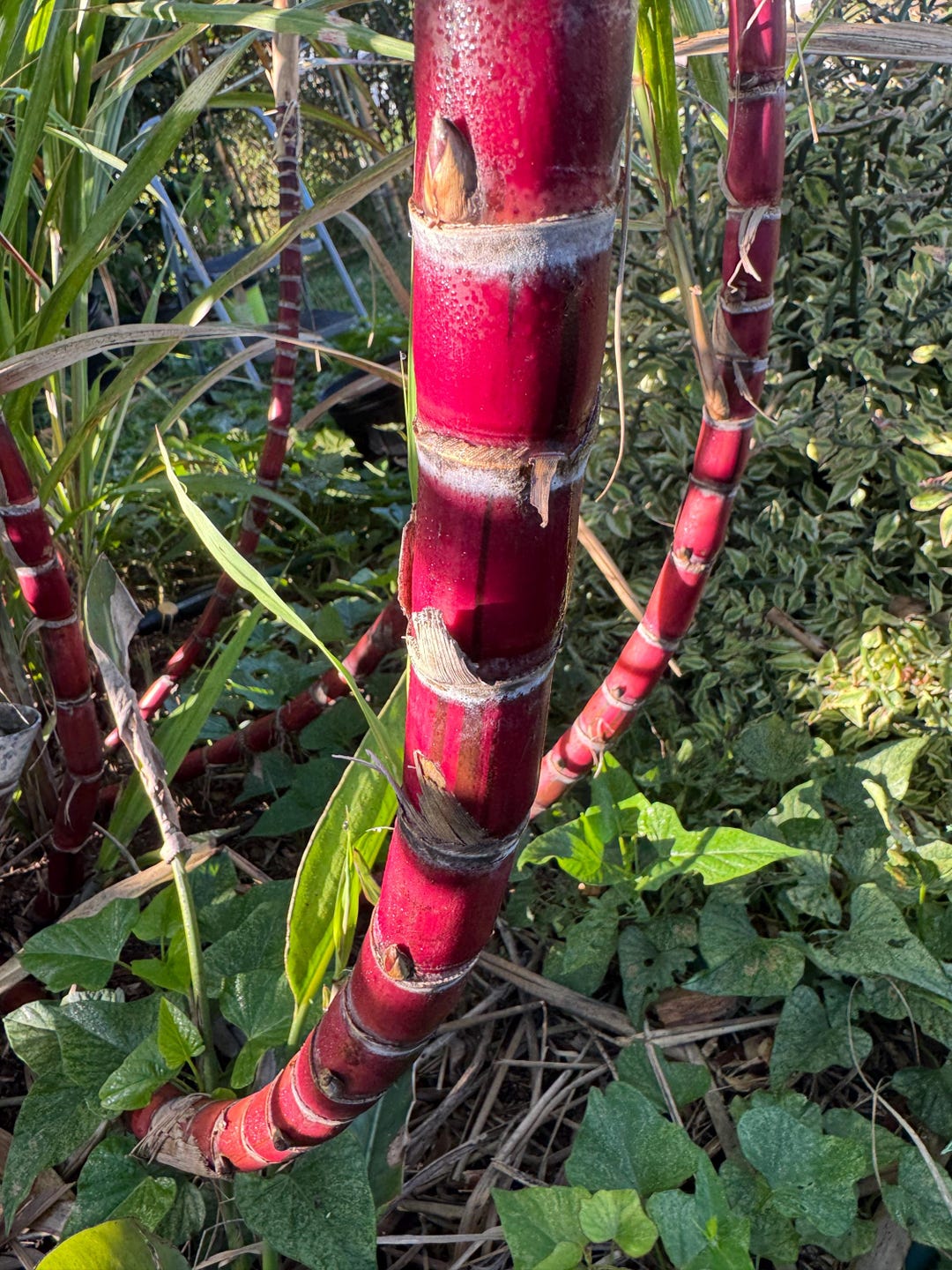 1 Pot Red Stripe Sugar Cane Called Cavengerie/ Kava Rangri'/ Louzier ...
