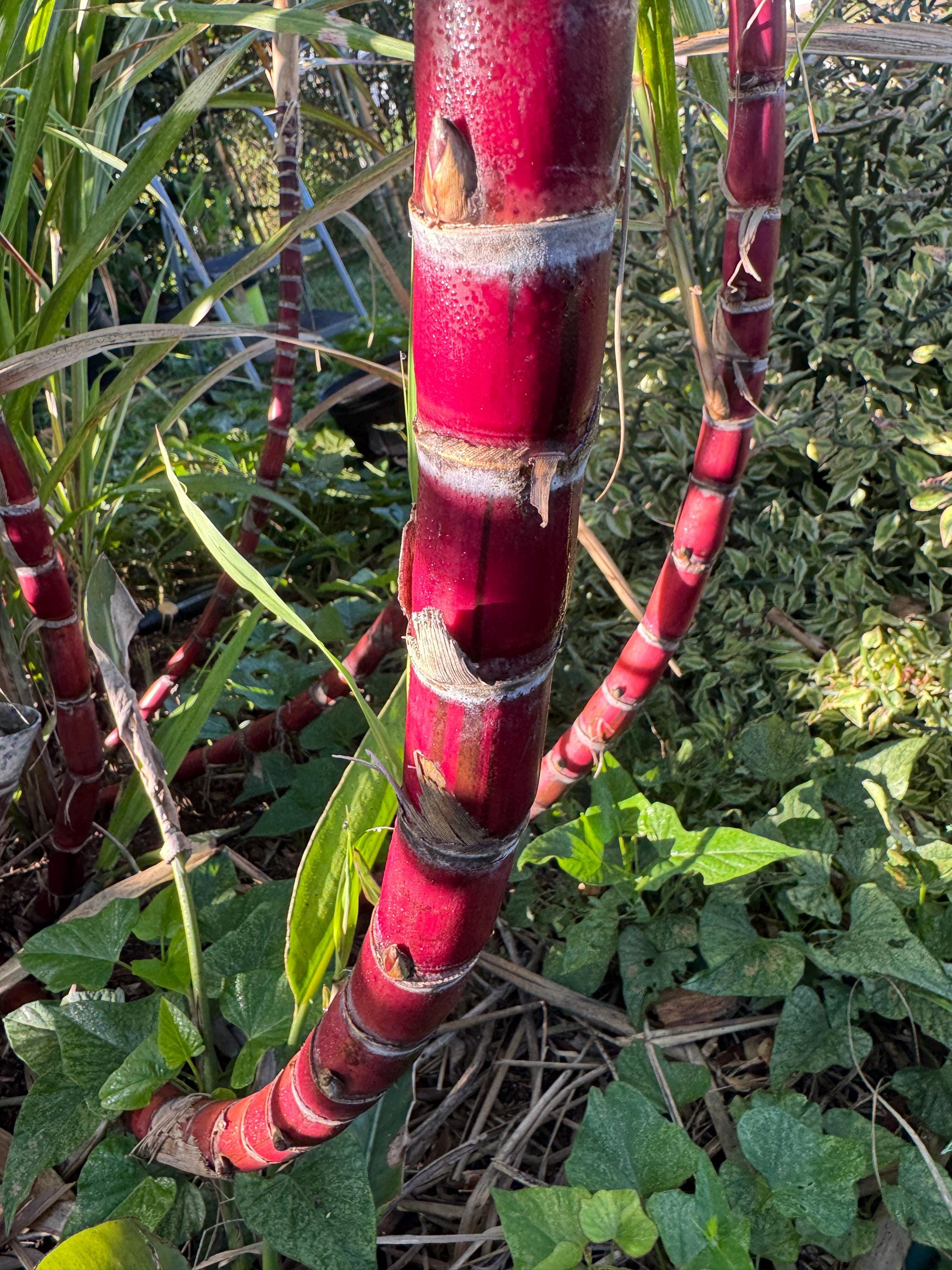 1 Pot Red Stripe Sugar Cane Called Cavengerie/ Kava Rangri'/ Louzier ...