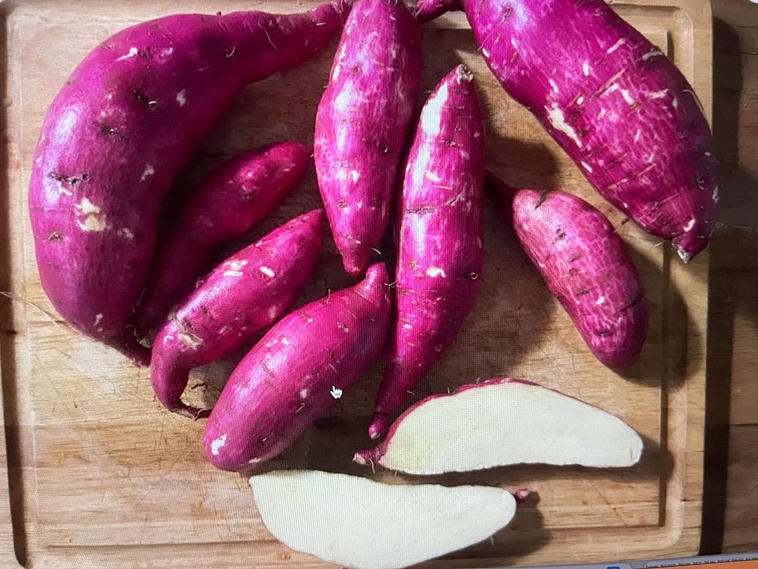 10 Japan Cutting Sweet Potato Slips / Vine - Purple Skin (murasaki ...