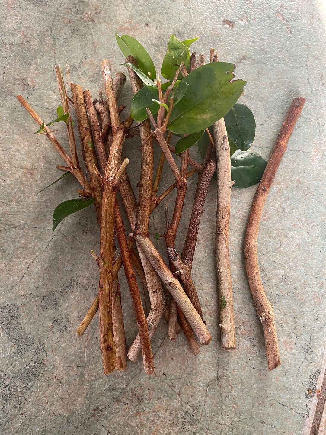 10 Surinam Cherry Tree Cutting 6", Pitanga Rojo, Eugenia Uniflora ...