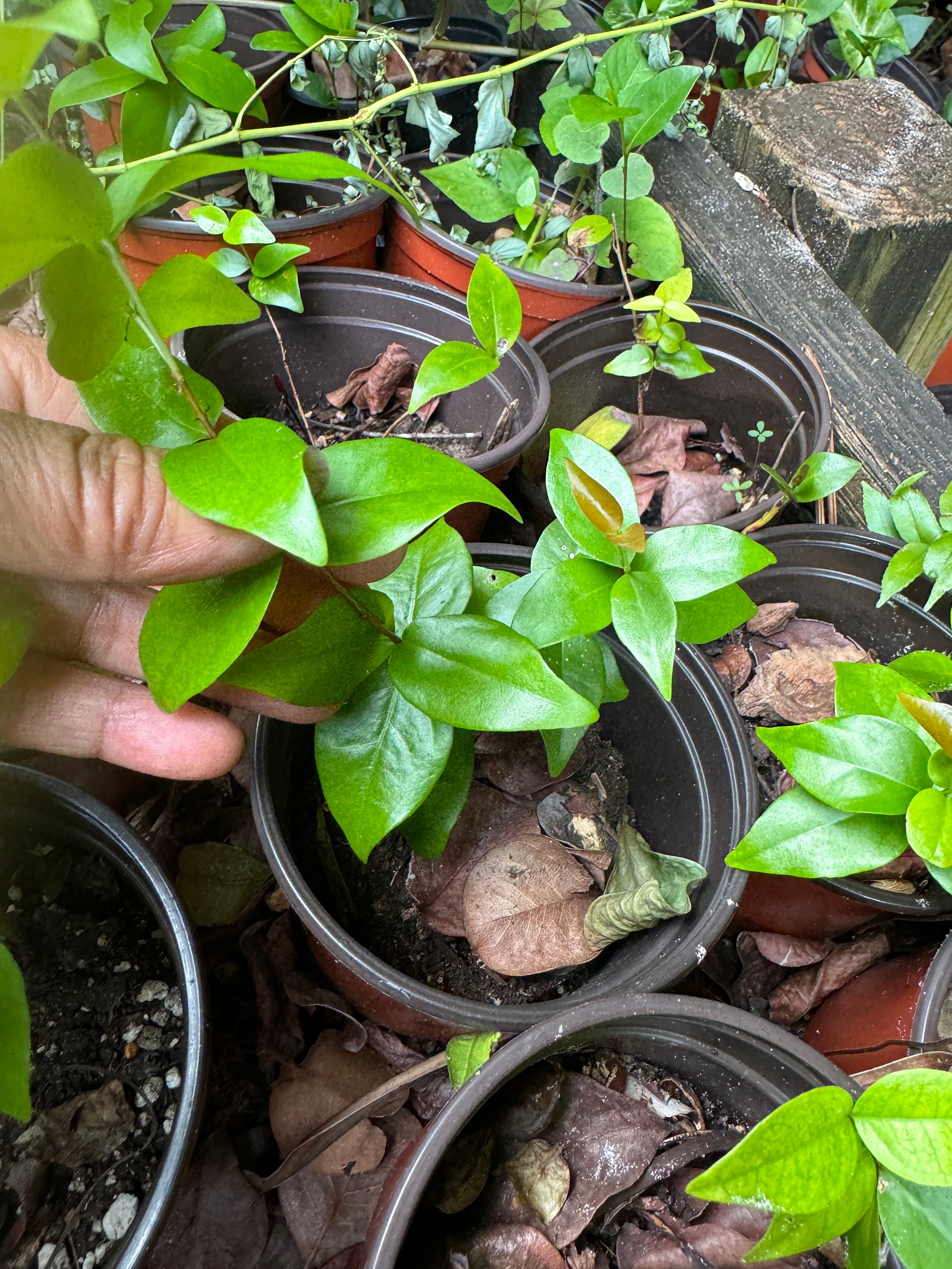 2 Live Plant Surinam Cherry/ Brazilian Cherry in 4" Pot Star Cherry ...
