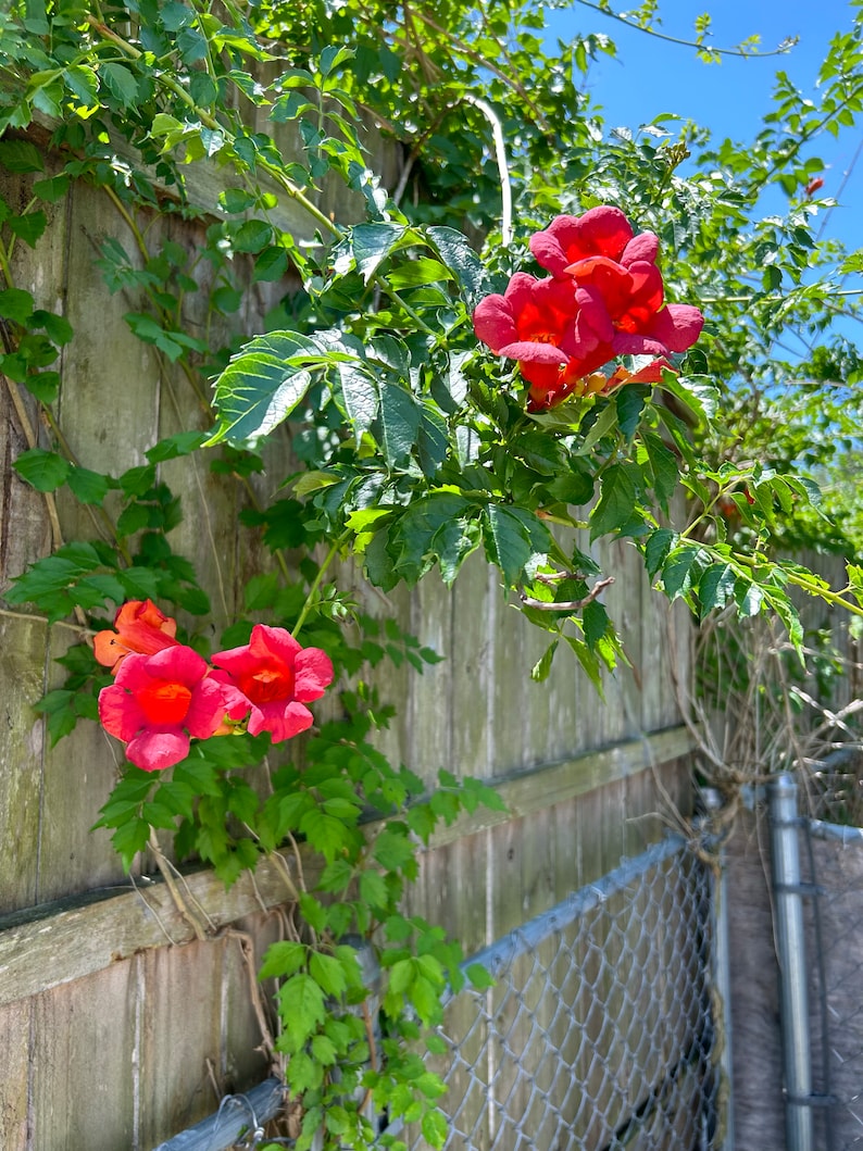 1 Pot Live Plant Trumpet Vine Orange/ Red - Etsy