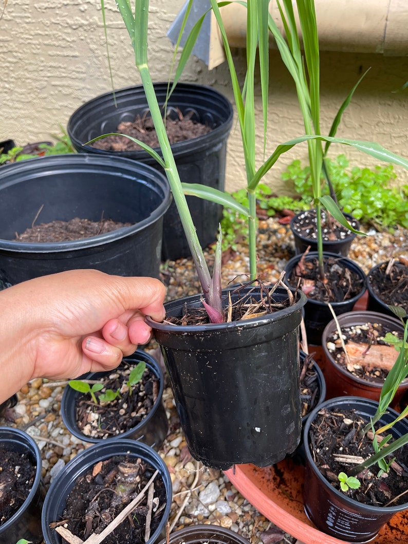 1 Pot Vietnamese Purple Sugarcane / Dark Purple Sugar Cane - Etsy