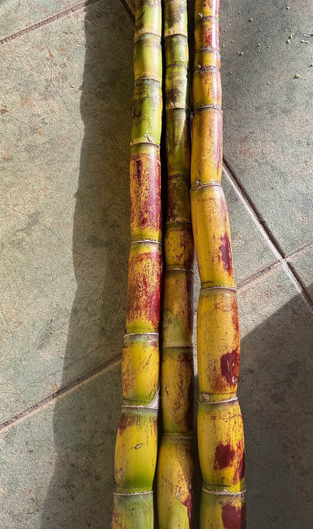1 Pot CU-BA Sugar Cane /sugarcane / Rooted Plants Chewing / Juice ...