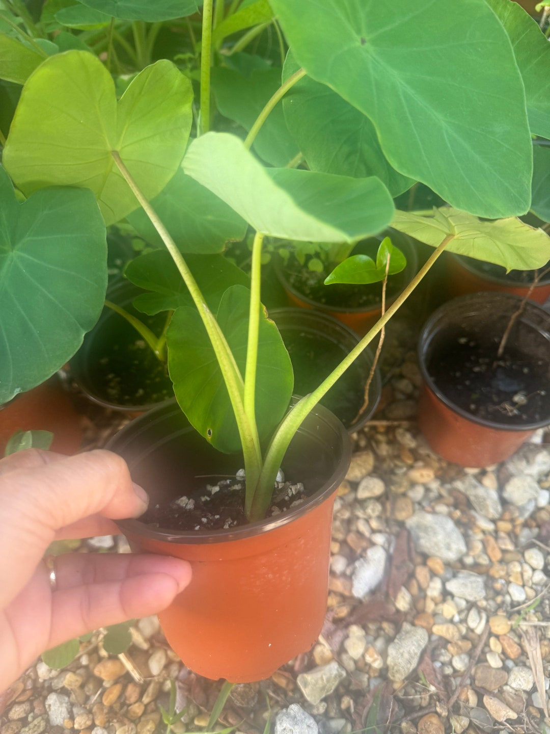 Small Taro Live Plant - Edible Cocoyam, Ede, Edible Colocasia Esculenta ...