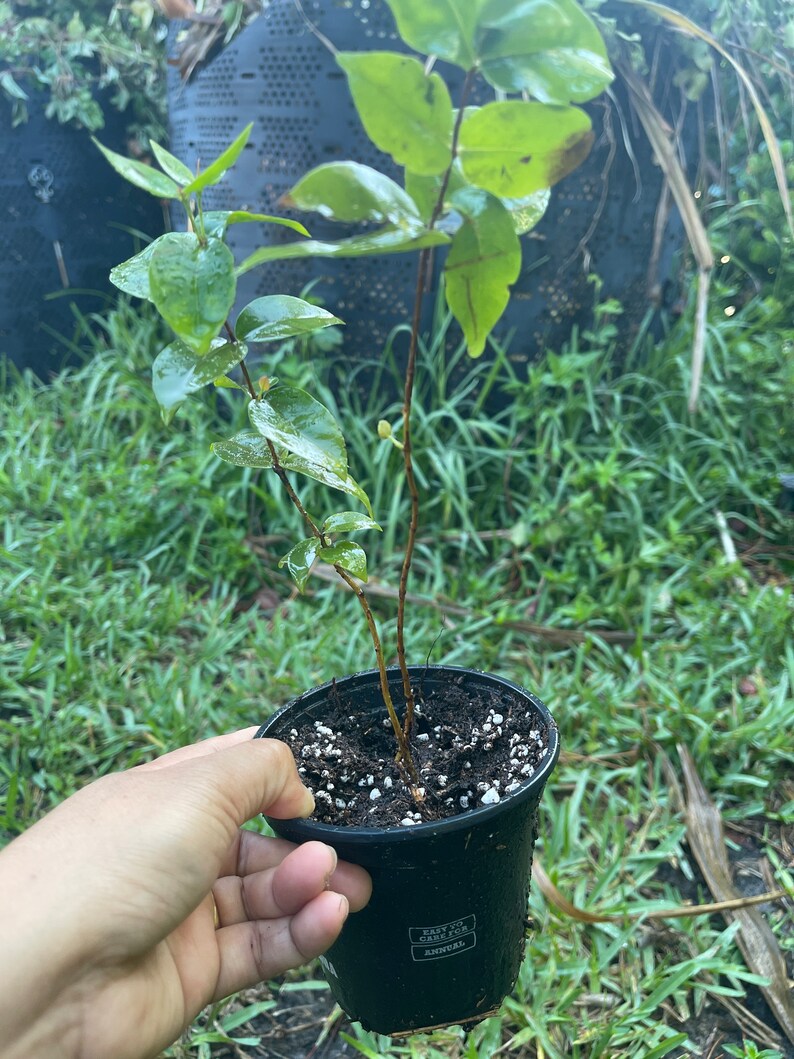1 or 2 Live Plant Surinam Cherry / Brazilian Cherry Star Cherry Tree ...