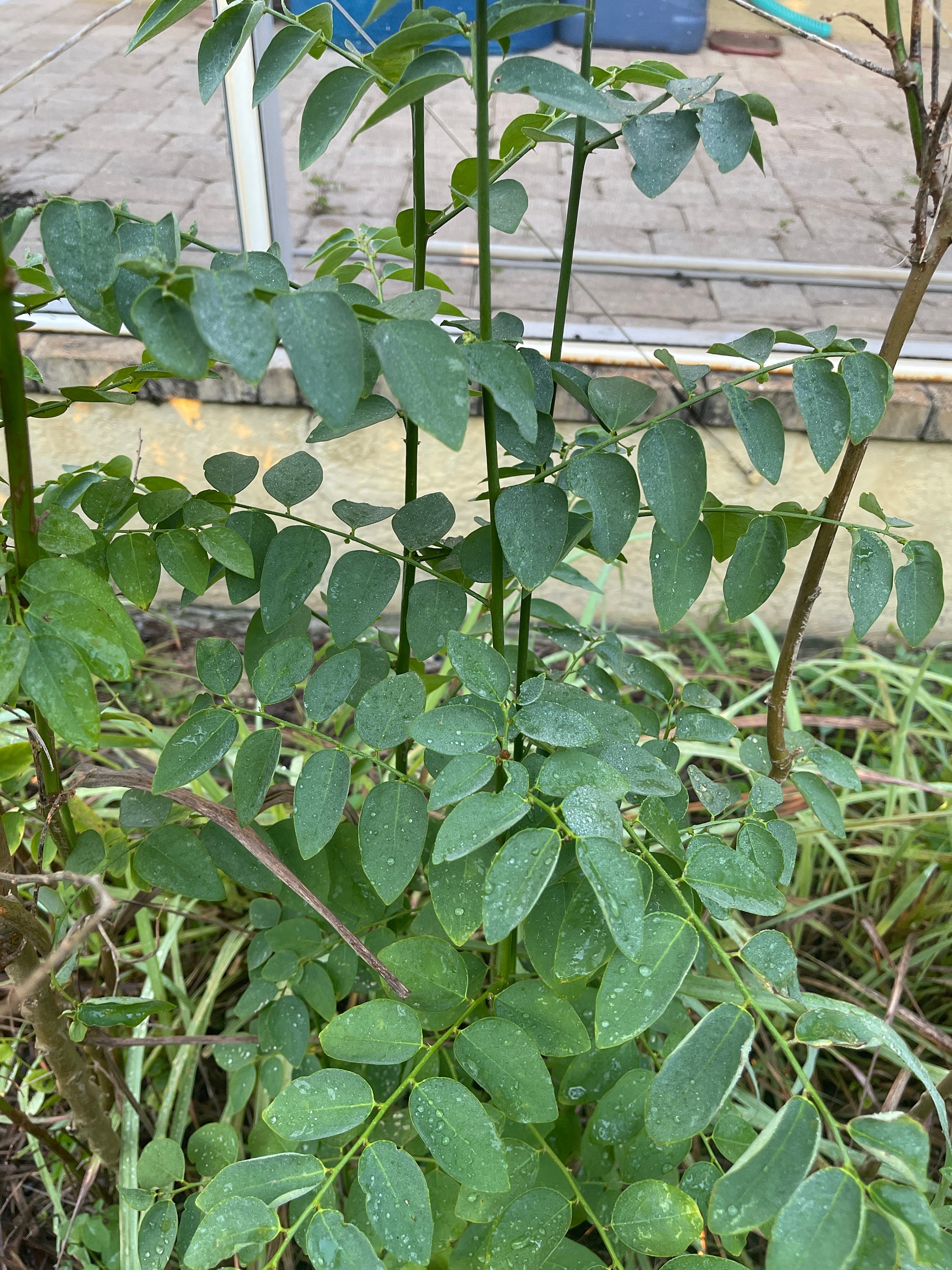 10 Katuk Cuttings Asparagus Sweet Leaf / Sauropus Androgynus - Etsy