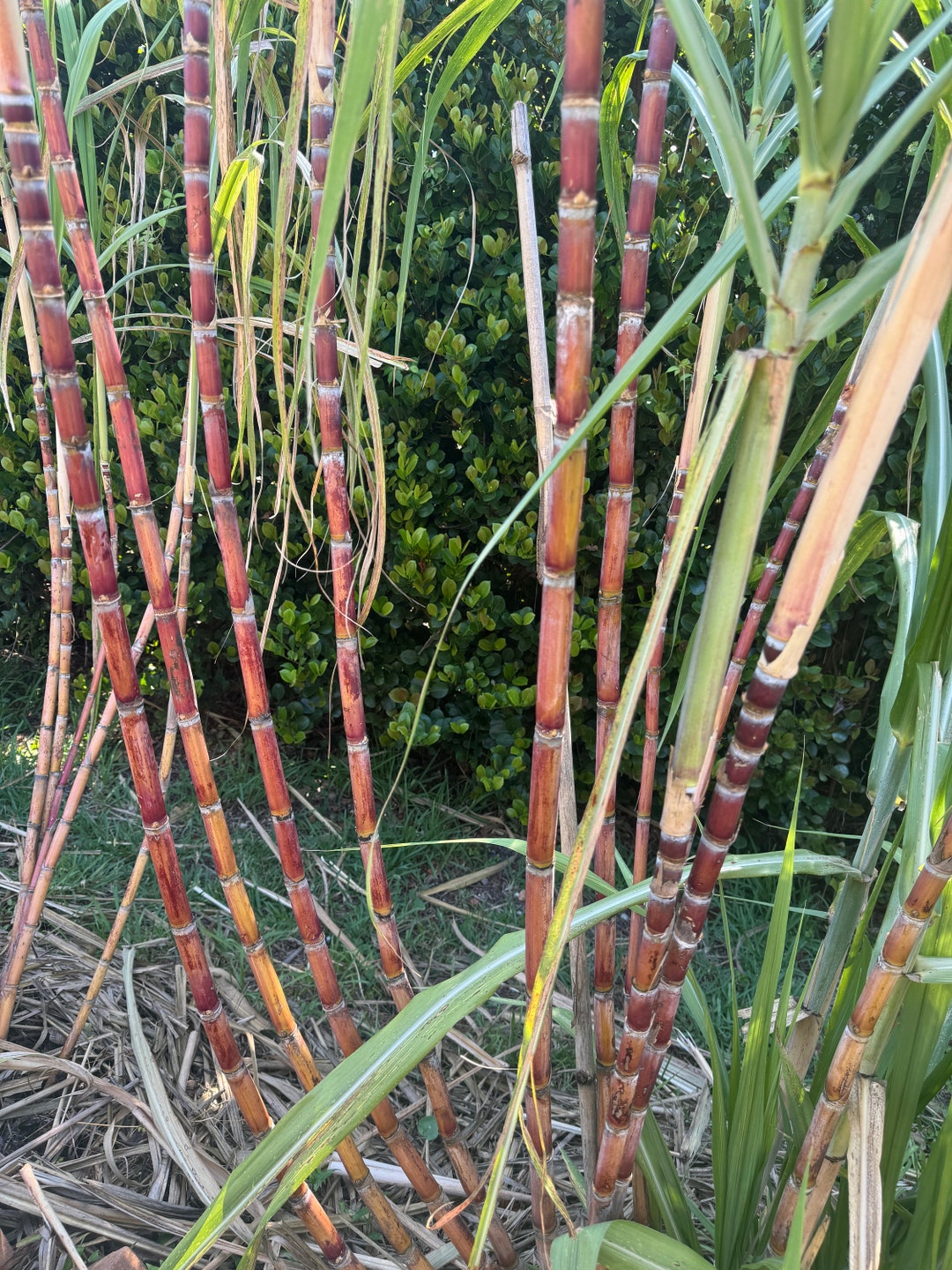 1 Sugar Cane POT Light Purple - Red / Yellow Sugarcane Rooted Plants ...