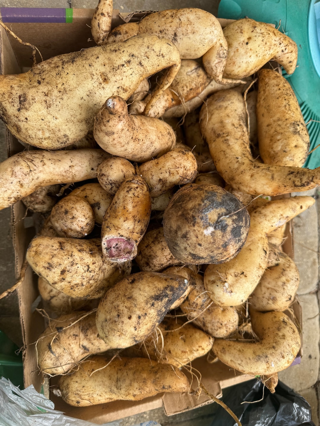 Hawaii Purple Yam/ Japan Okinawan Sweet Potato - Hawaiian Purple Sweet ...