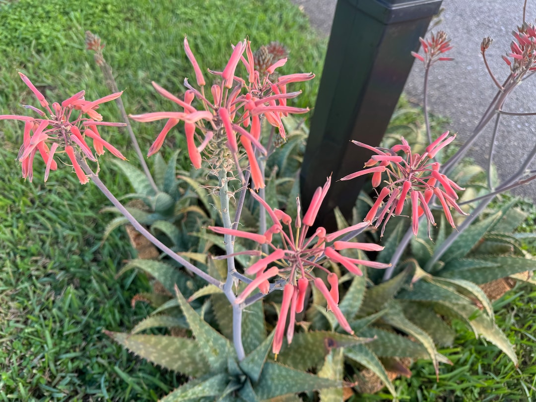 2 Aloe Maculata (soap Aloe) Star Aloe Bare Roots - Etsy