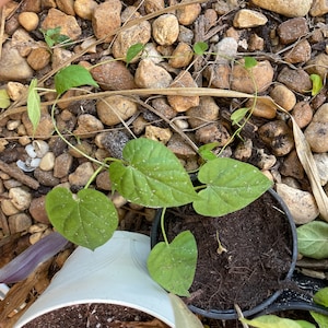 1 Pot Hoa Thiên Lý /telosma Cordata / Cowslip Creeper/ Pakalana Vine ...