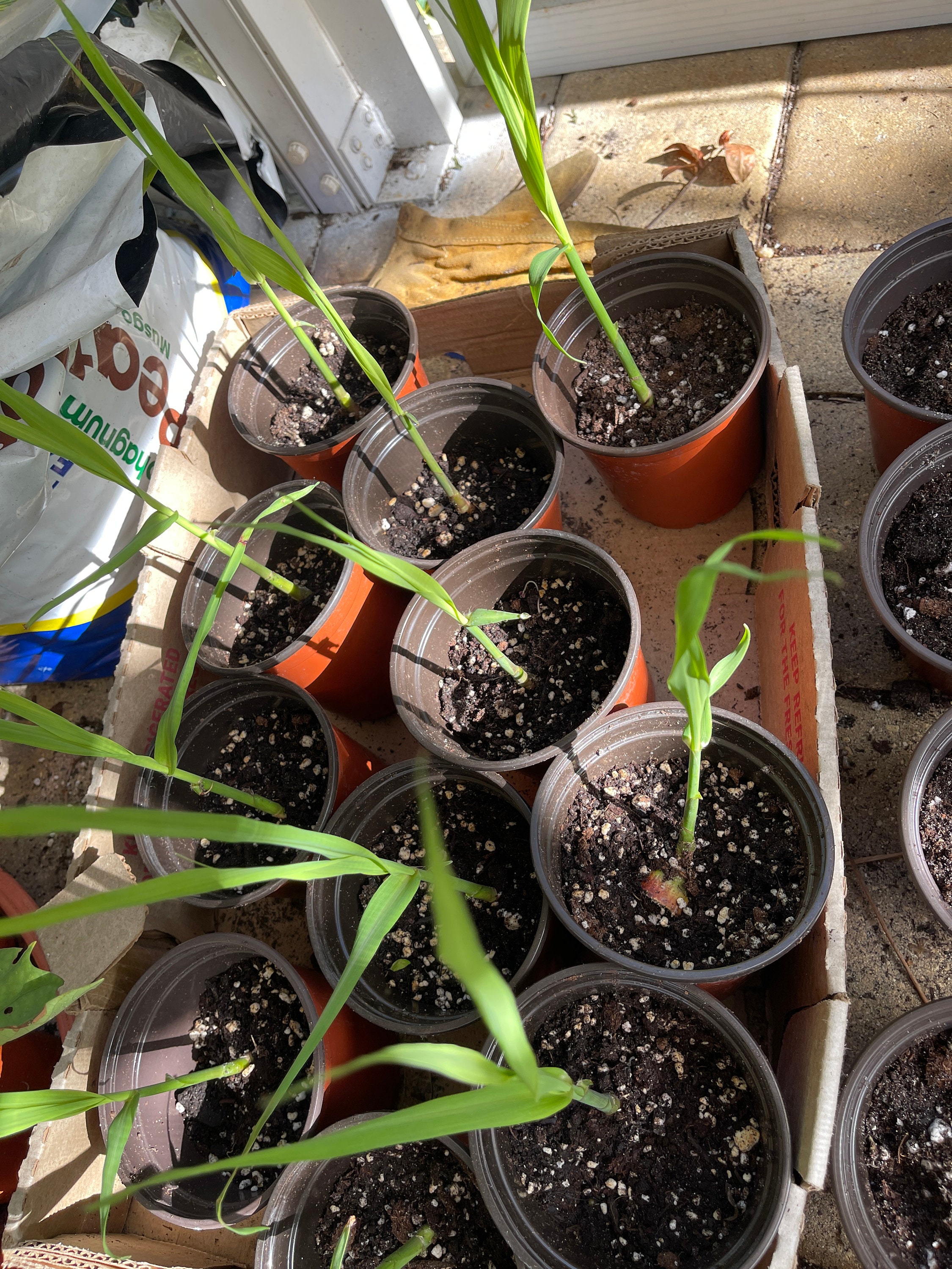 Live Plant in 4" Pot Yellow Sugar Cane (san Diego Yellow') Rooted ...