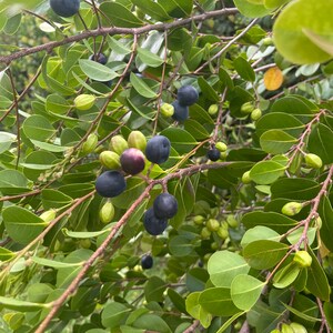 10 Fresh Cutting Coco Plum, Paradise Plum Cocoplum Chrysobalanus Icaco ...