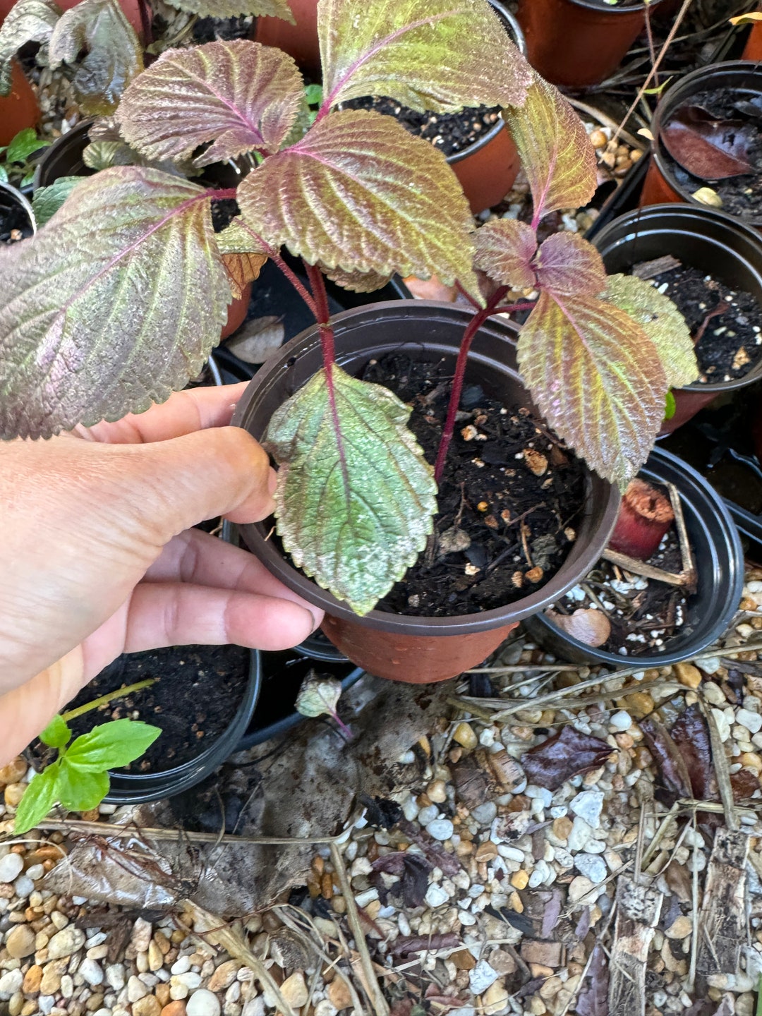2 Live Plant in 4 POT Vietnamese Perilla shiso Jeok Ssam Ip La Tía Tô ...
