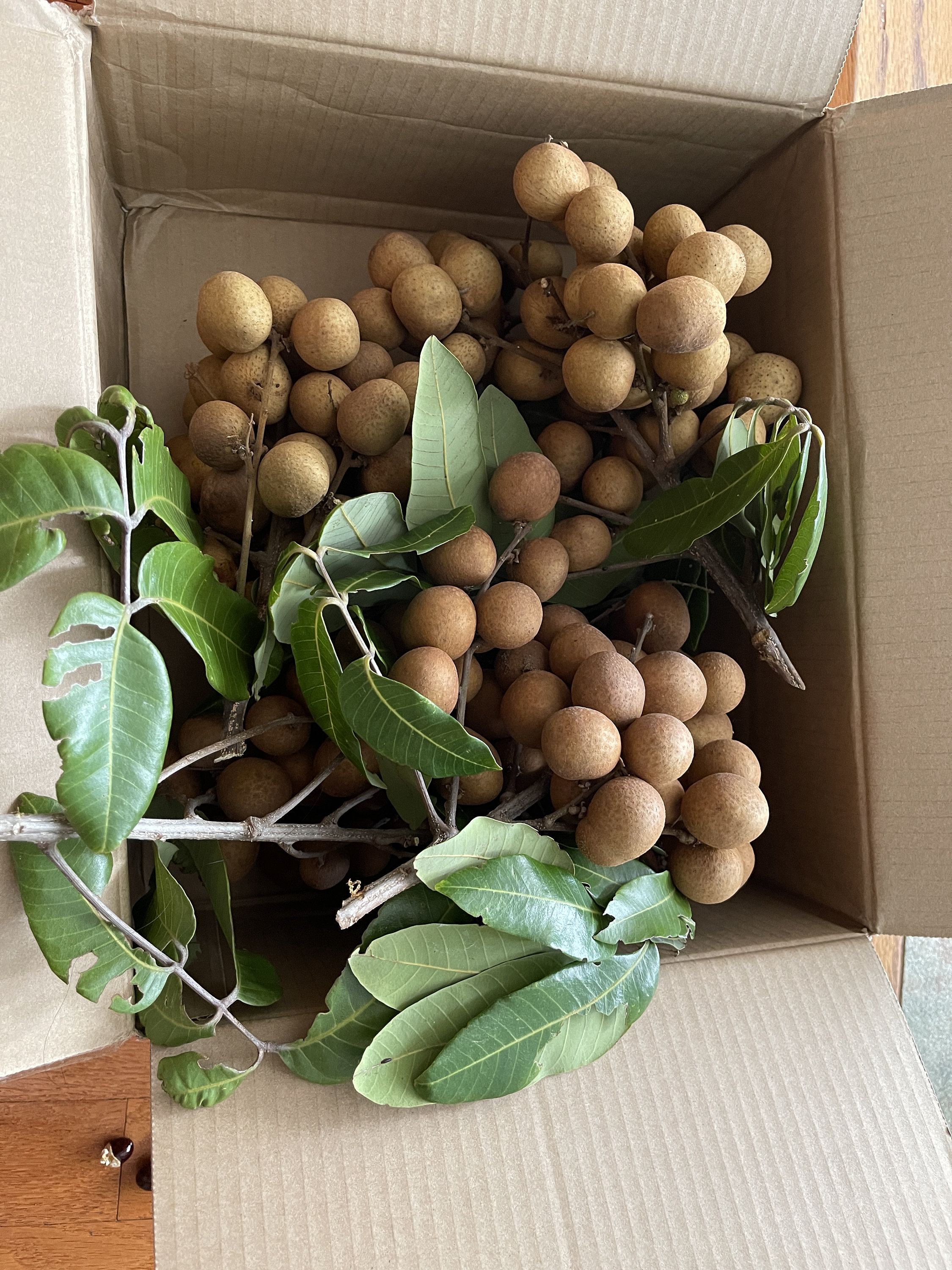 10 Longan Fruit Seeds. - Etsy