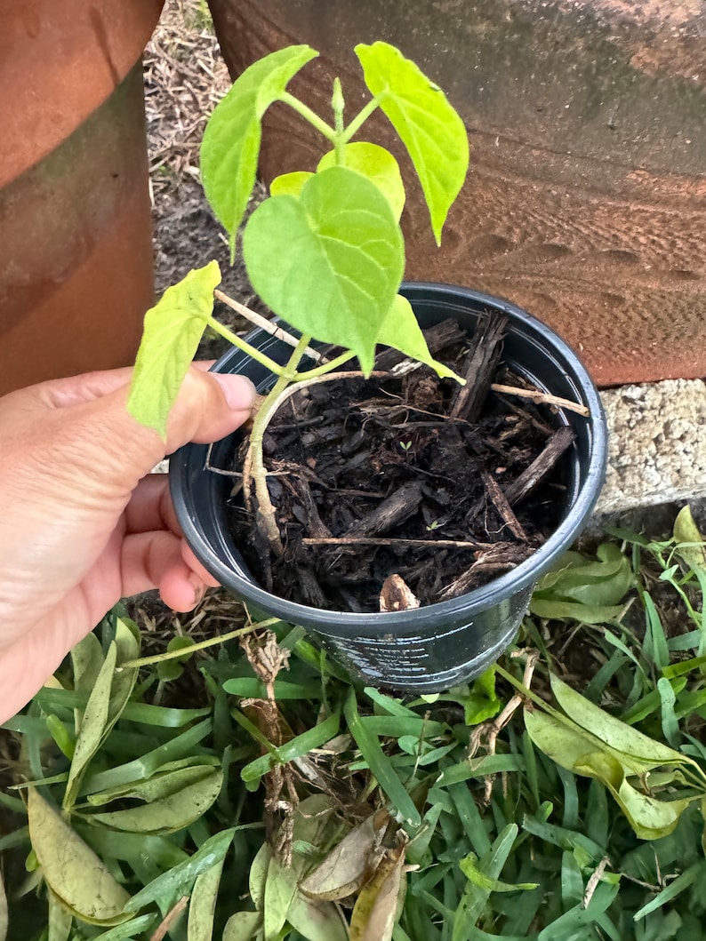 1 Pot Hoa Thiên Lý /telosma Cordata / Cowslip Creeper/ Pakalana Vine ...