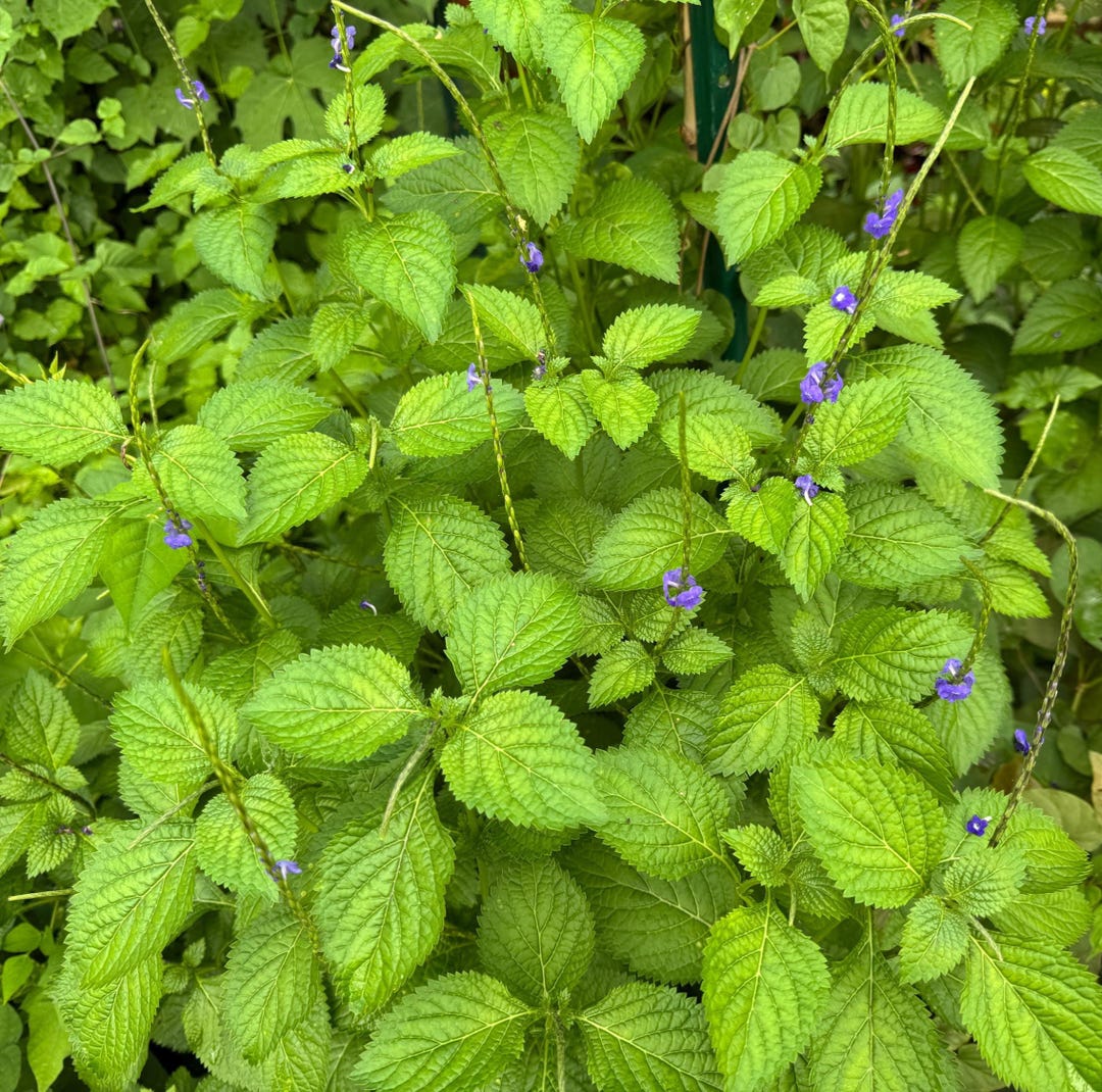 10 CUTTINGS 6-8" Jamaican Blue Vervain Herb Blue Porterweed Live Plant ...