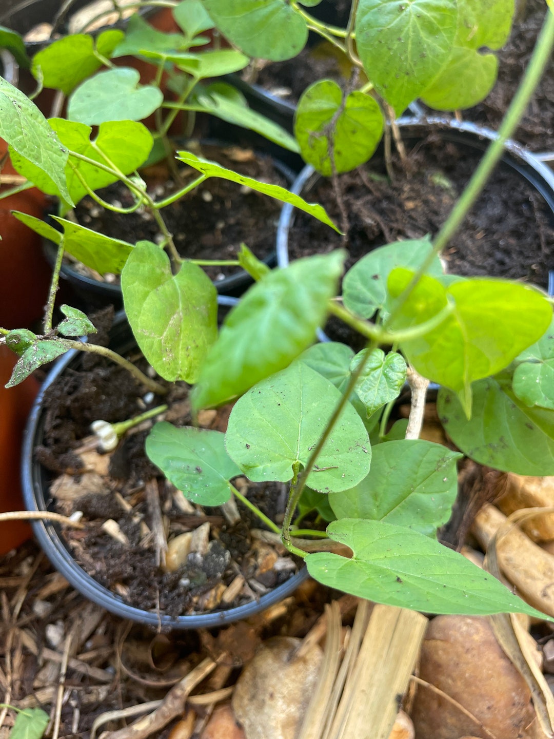 1 Pot Hoa Thiên Lý /telosma Cordata / Cowslip Creeper/ Pakalana Vine ...