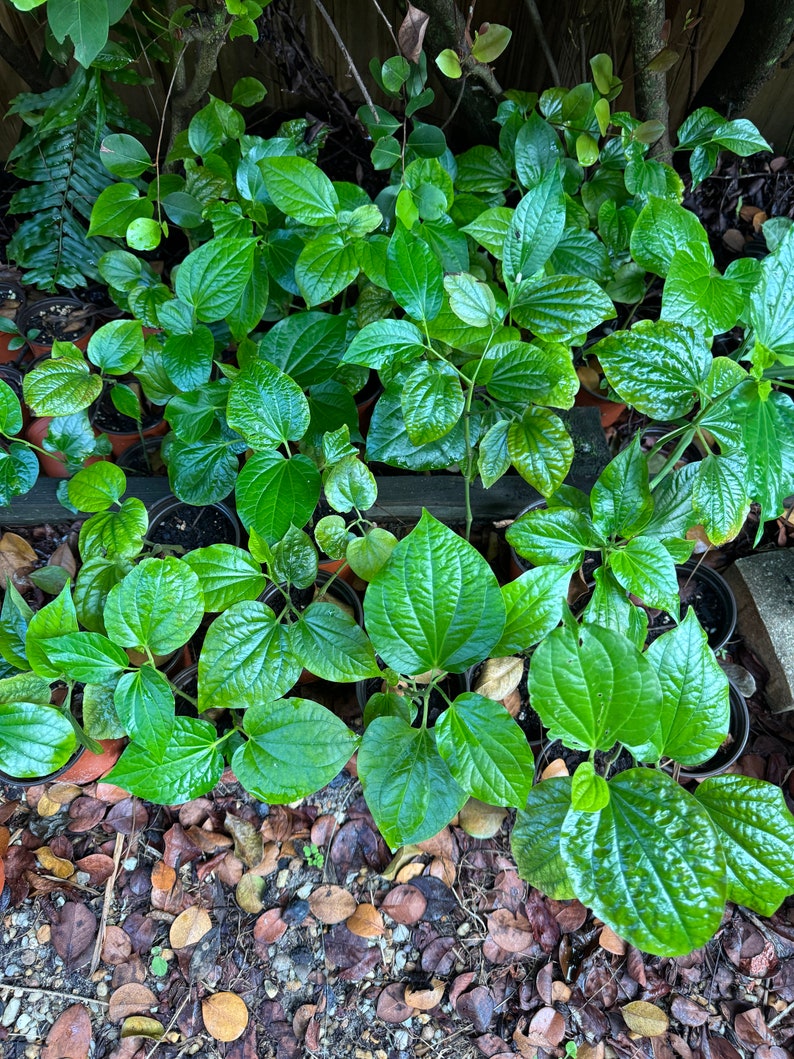 1 Live Plant Piper Lolot ( Lá Lốt ) Live Plants / Piper Sarmentosum ...