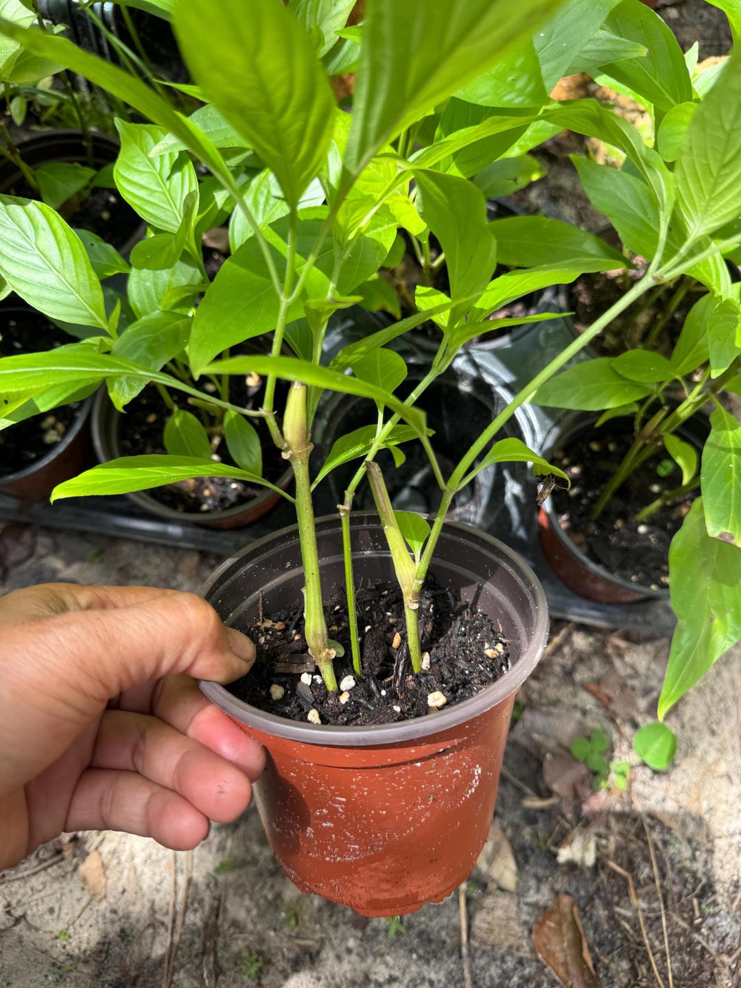 2-3 Live Pink Justicia Spicigera Aka Mexican Honeysuckle Muitle Insulin ...