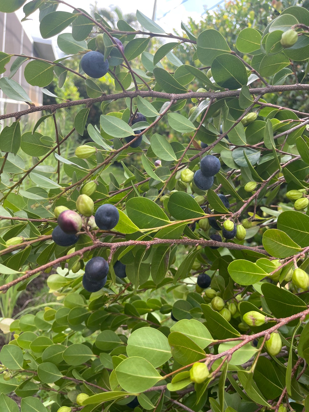 20 Fresh - Paradise Plum Cocoplum Chrysobalanus Icaco 20 Seeds - Red ...