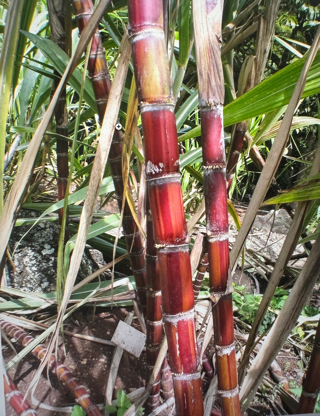 1 Pot Red Stripe Sugar Cane /sugarcane / Rooted Plants Soft Chewing ...