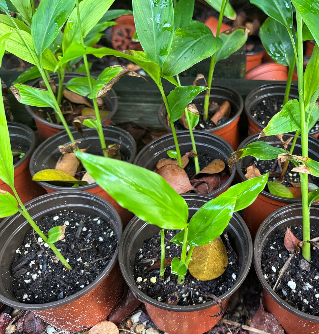 RARE - RED Alpinia Galangal Plant/ Cây Riềng Đỏ/ Riềng Đỏ/ Red Thai ...