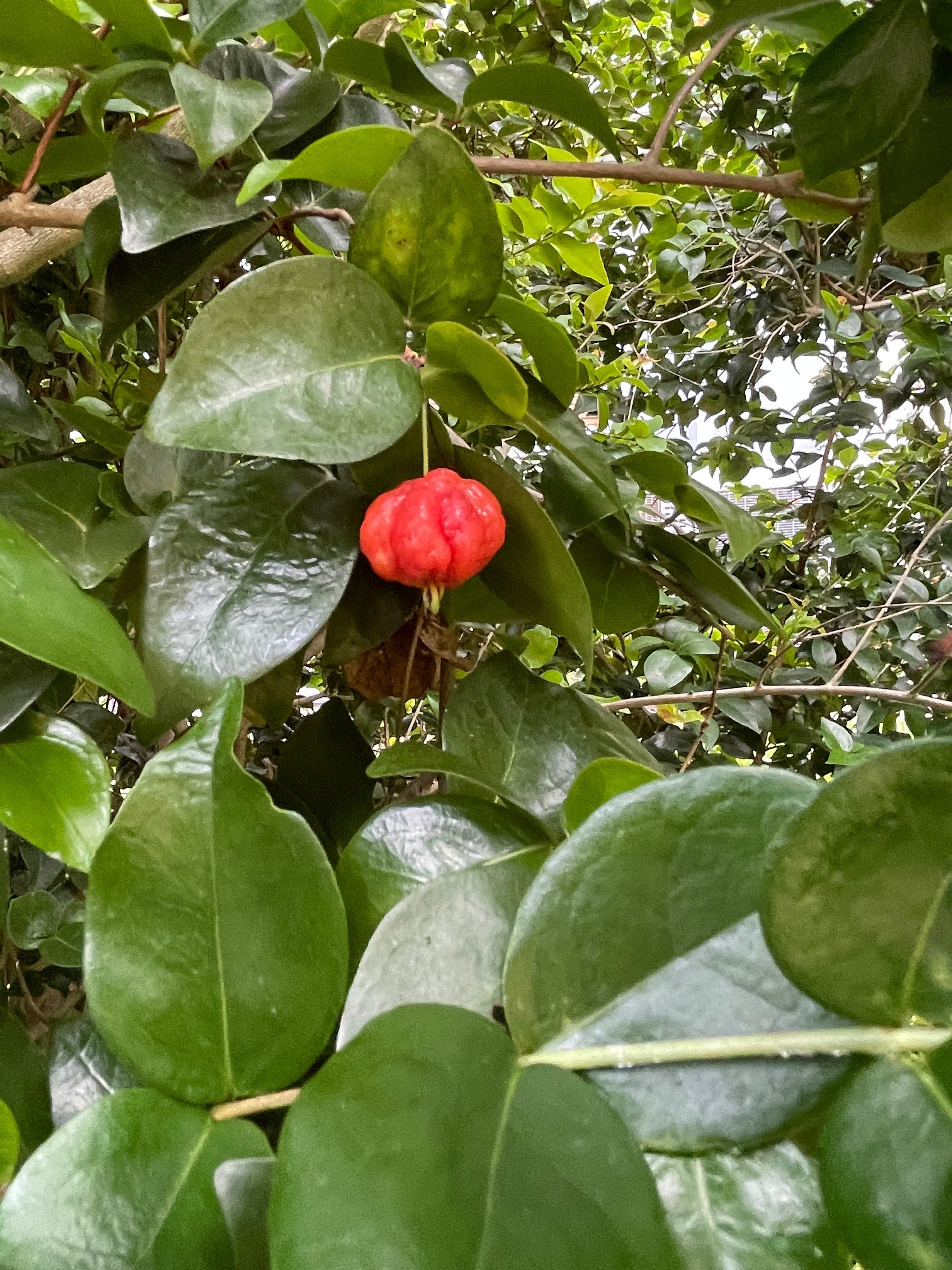 10 Surinam Cherry Tree Cutting 6 Pitanga Rojo Eugenia - Etsy