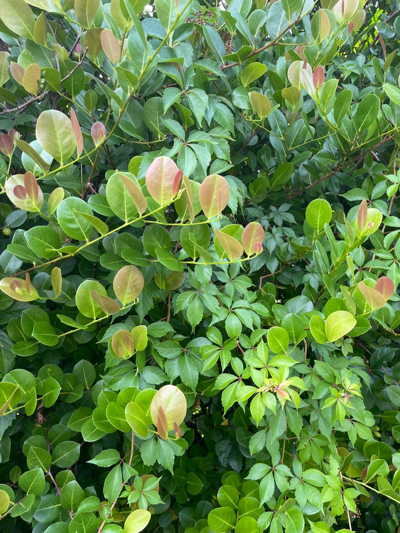 2 Live Coco Plum, Paradise Plum Cocoplum Chrysobalanus Icaco in 4" Pot ...