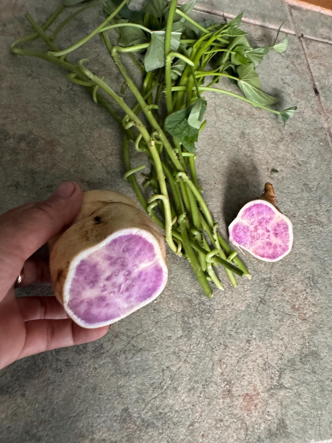 6 or 10 Okinawan Sweet Potato Cuttings (6"/each) Khoai Lang Tím ...