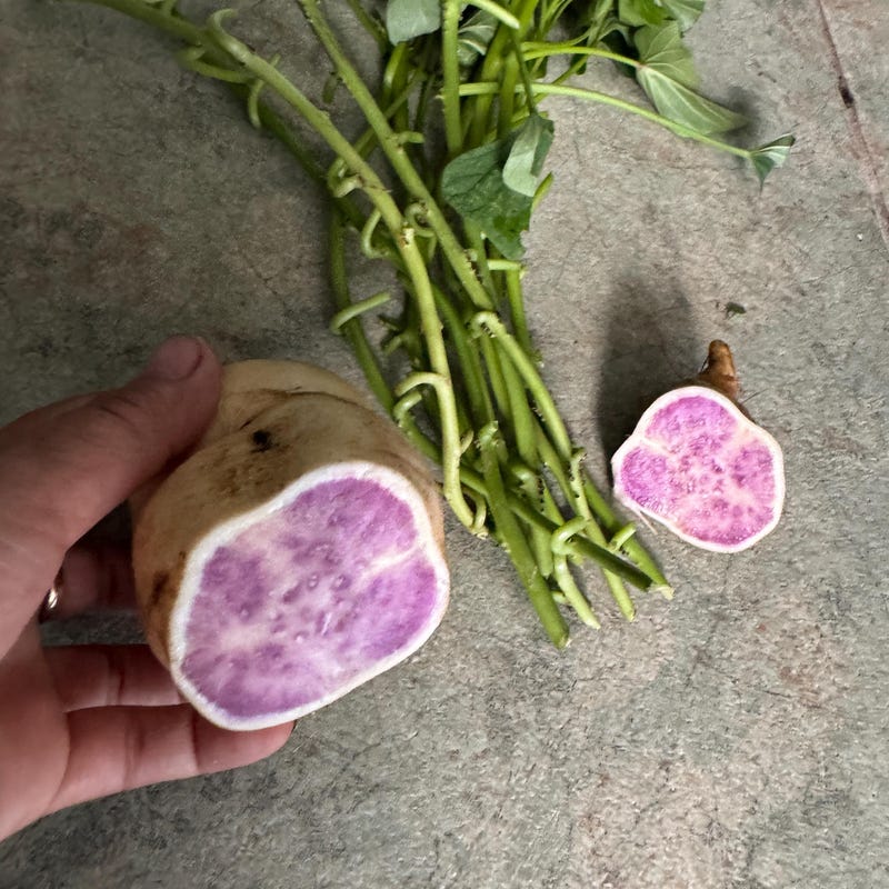 To Sweet Potatoes - Etsy