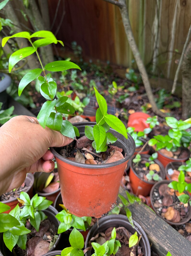 2 Live Plant Surinam Cherry/ Brazilian Cherry in 4" Pot Star Cherry ...