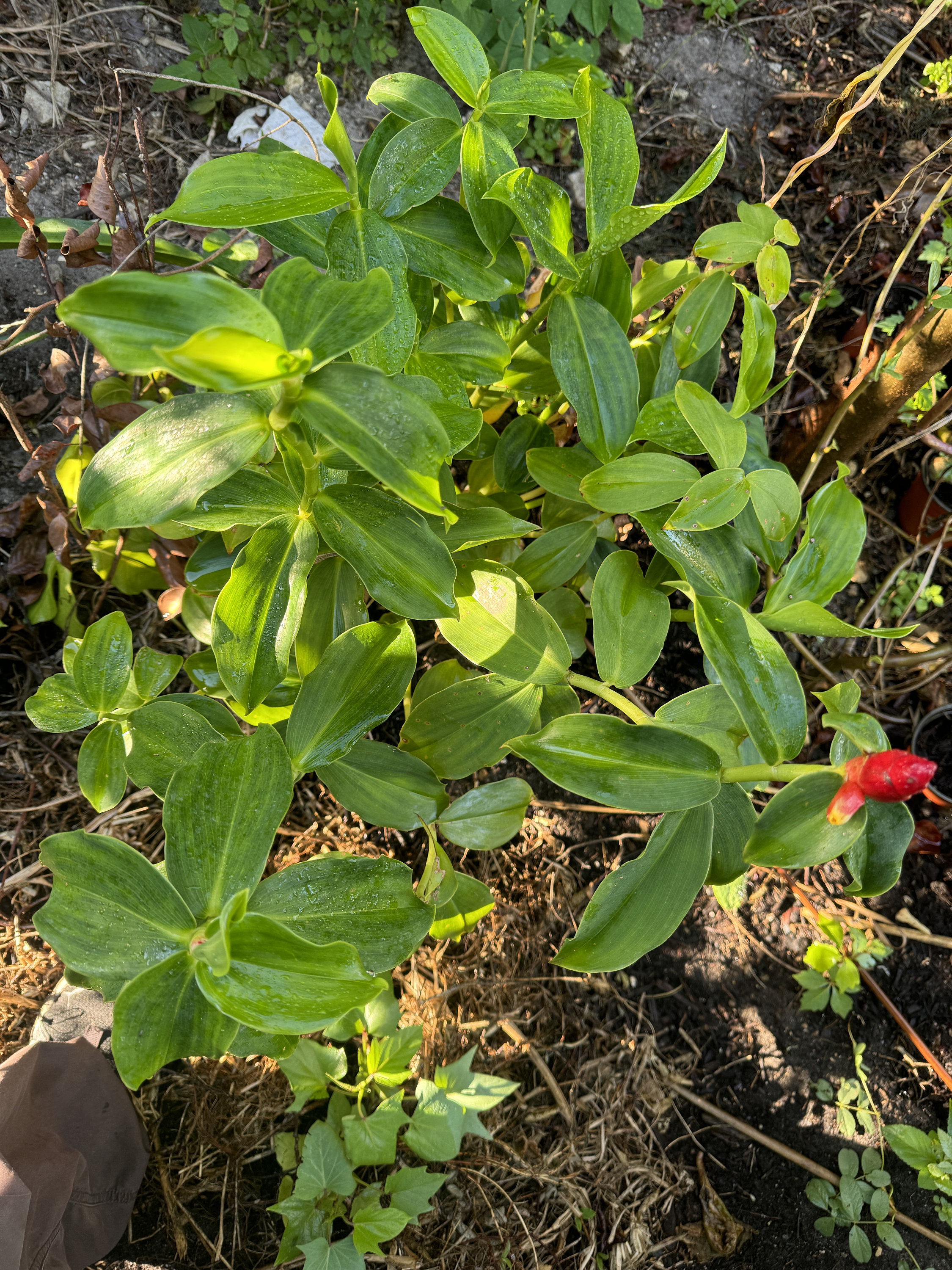 1 Red Button Ginger Rhizomes Base Roots , Costus Woodsonii/ Lipstick ...