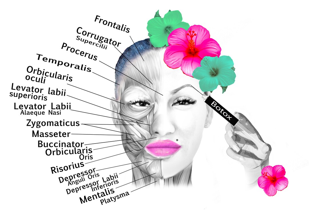 Face Anatomy Poster, Facial Muscles and Veins,esthetician Art, Plastic ...