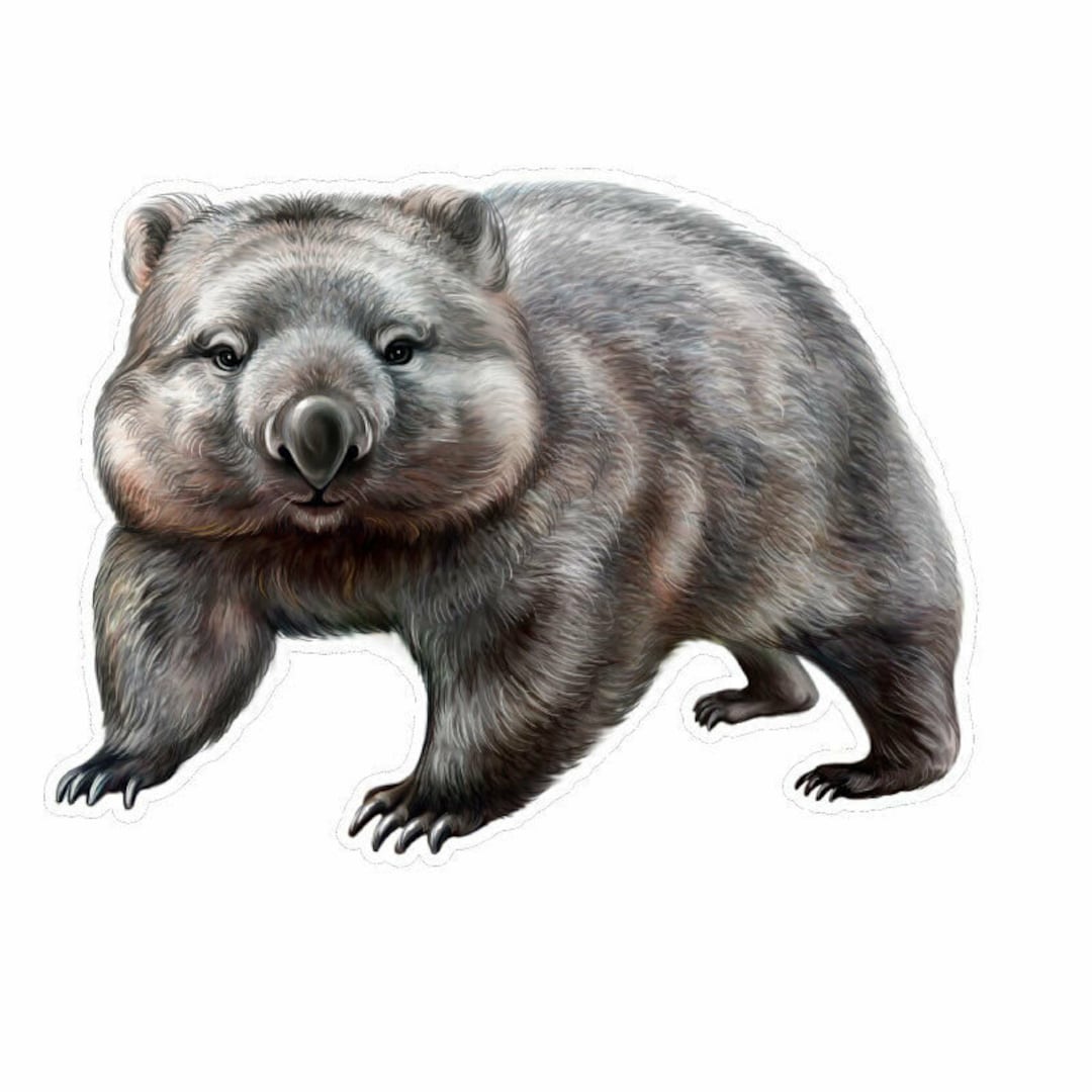 Wombat Sticker Decal for Car, Motorhome, Window, Truck, Sign Large - Etsy