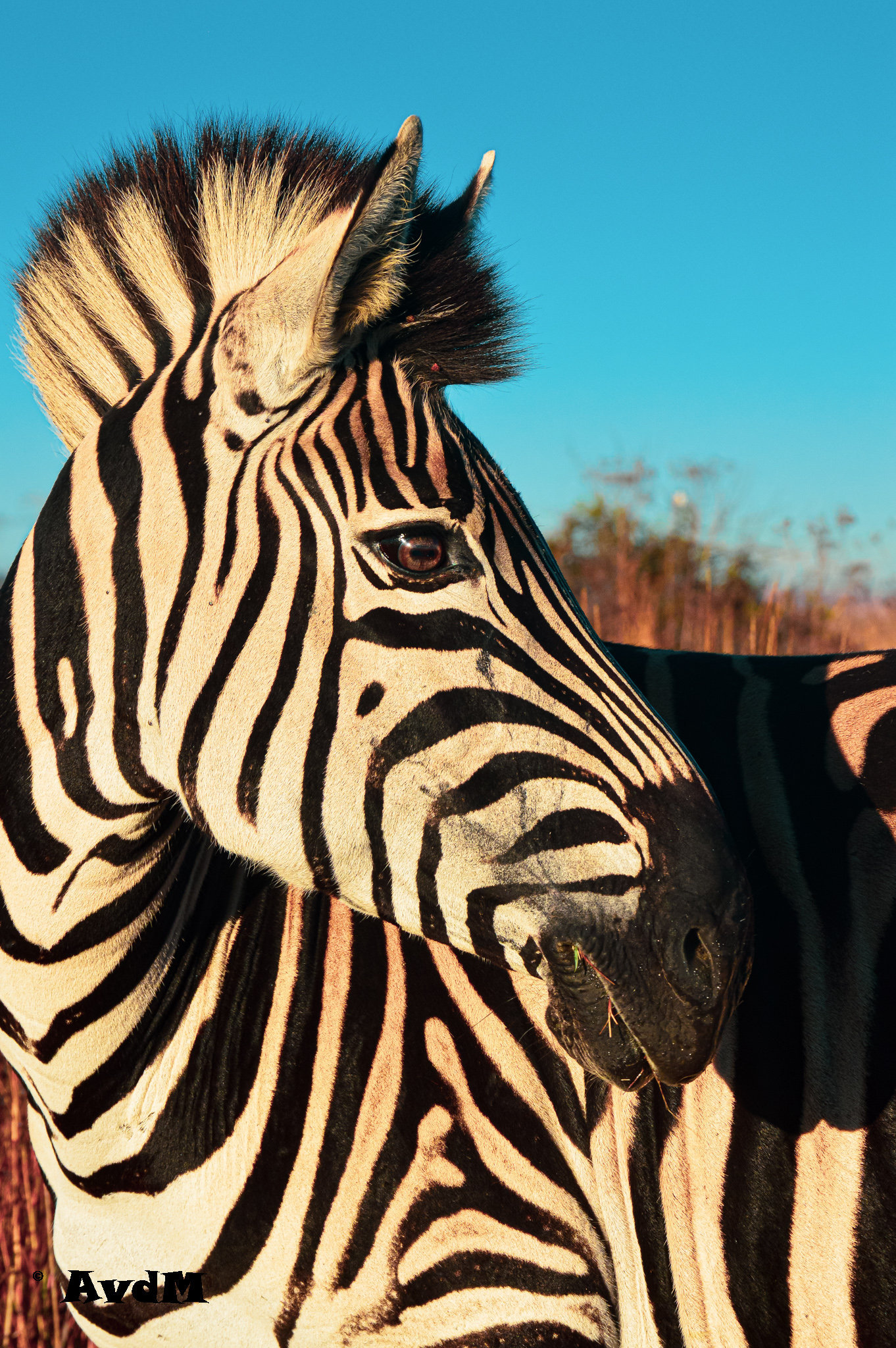Beau zèbre dans la réserve naturelle Photo darchives | Etsy