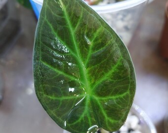 Alocasia Regal Shield Aurea Variegated 2.5" - Etsy