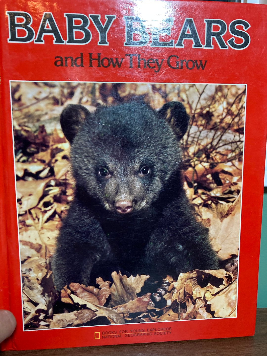 Baby Bears and How They Grow by National Geographic Society Book - Etsy
