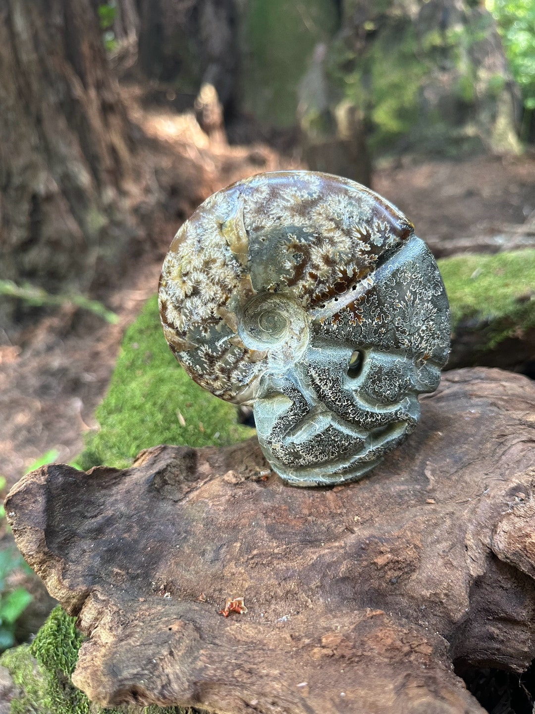 Ammonite Specimen ~ Self Standing ~ AF10 - Etsy