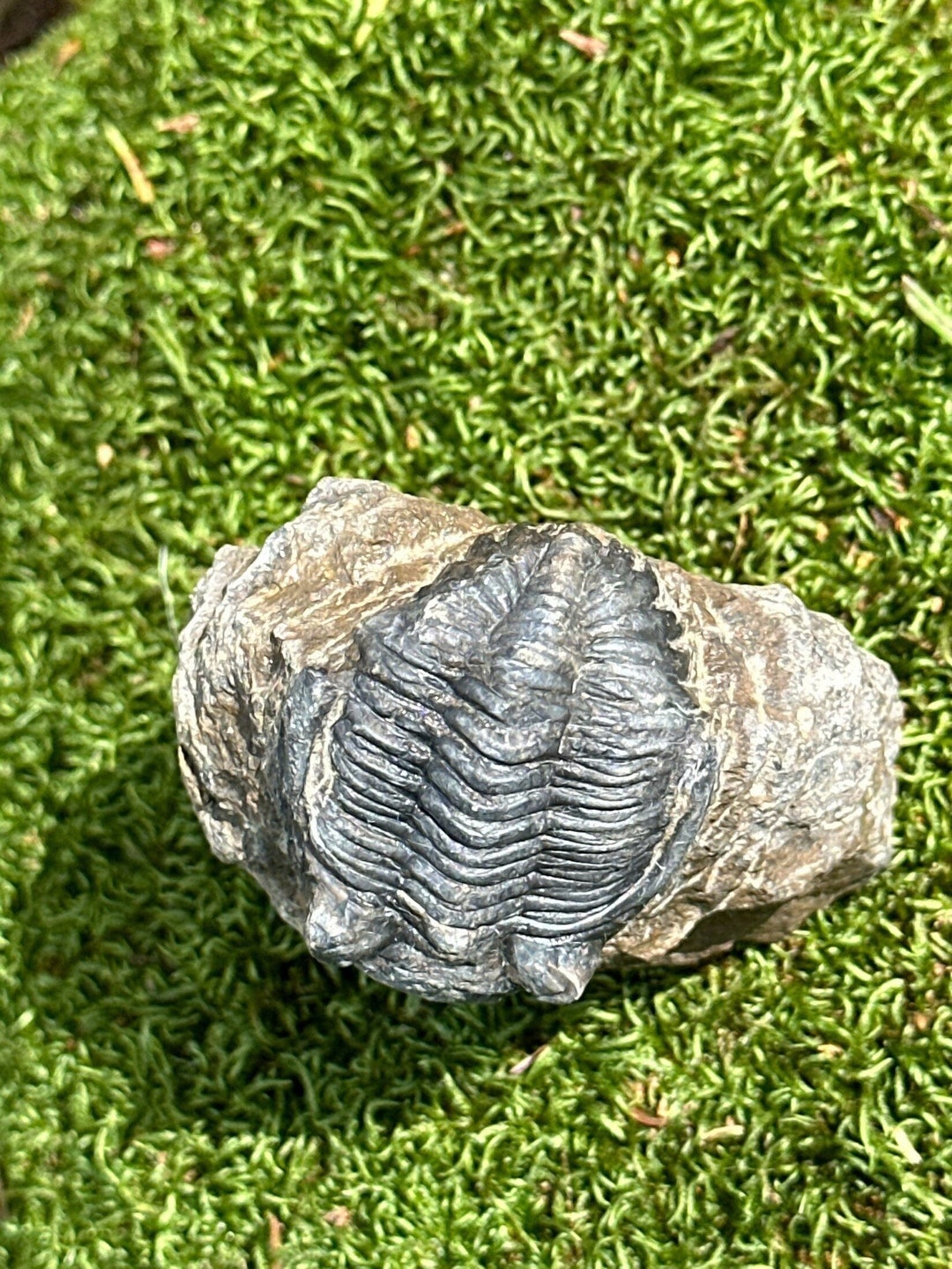 Authentic Trilobite Fossil Specimen - Etsy