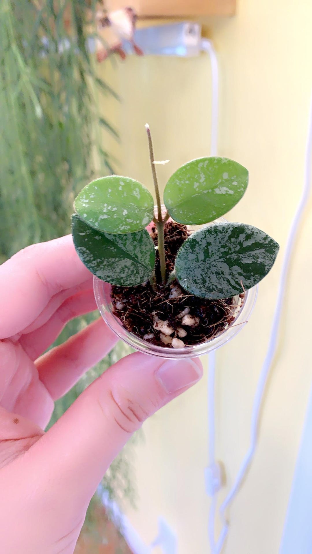 Hoya Mathilde Super Splash, Hoya Mathilde Silver, Free Shipping, Read ...