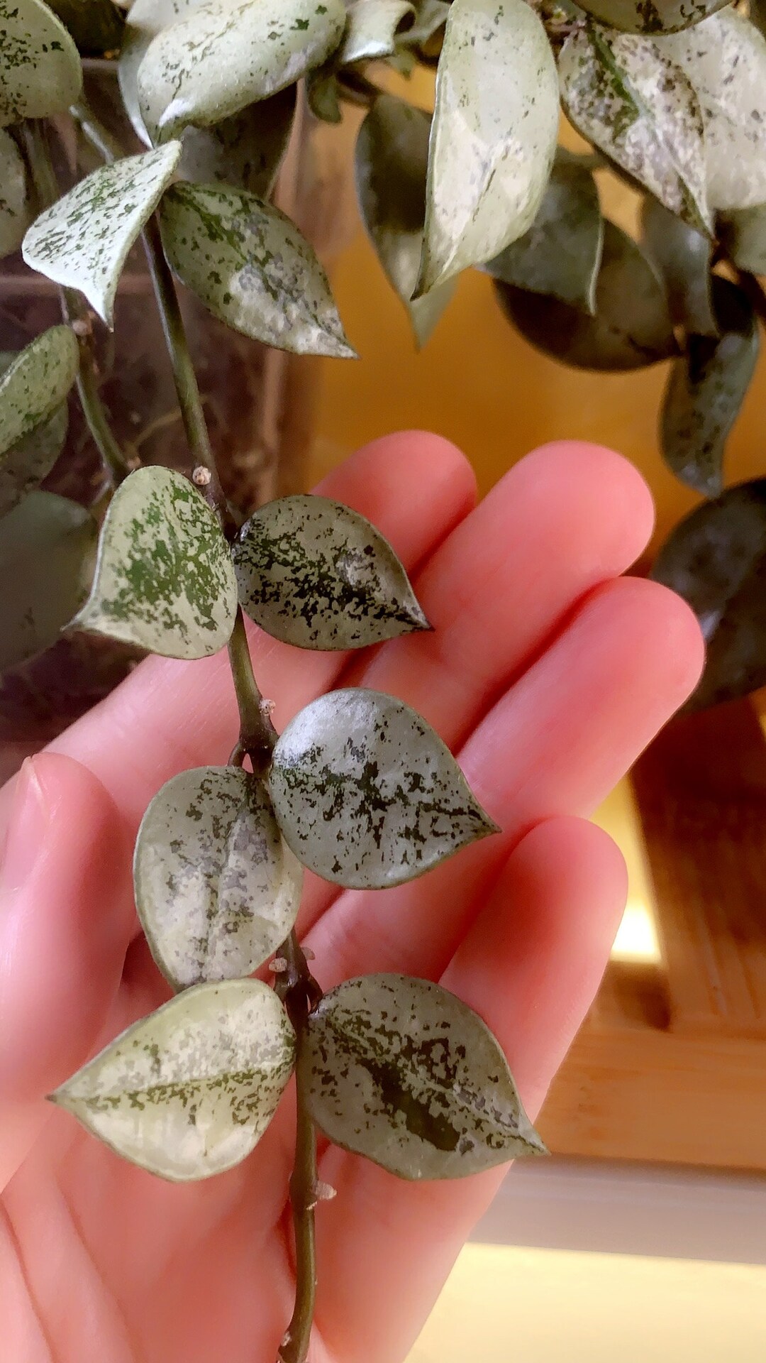 Hoya Krohniana Super Silver,silver Hoya, Hoya Krohniana, Rare Hoya ...