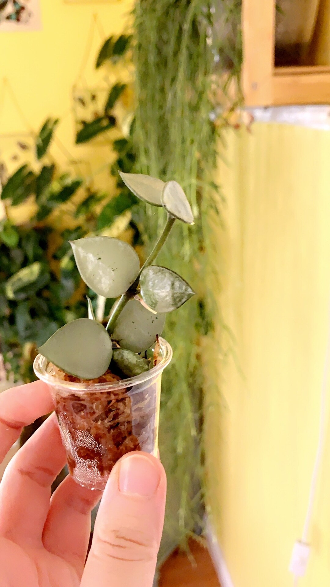 Hoya Krohniana Super Silver,silver Hoya, Hoya Krohniana, Rare Hoya ...